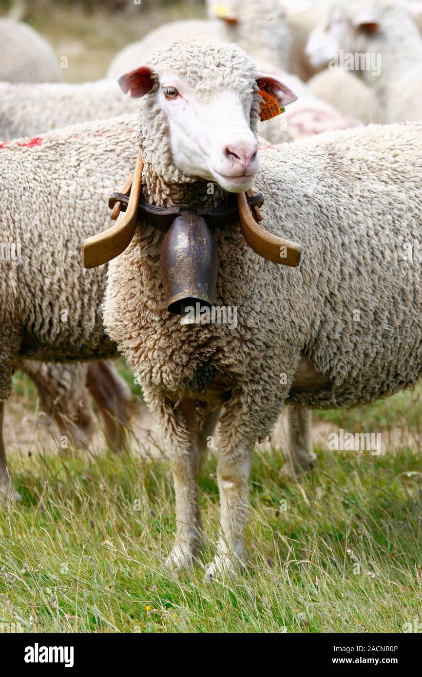 Alpine sheep farm. Sheep with a bell round its neck. Photographed in ...