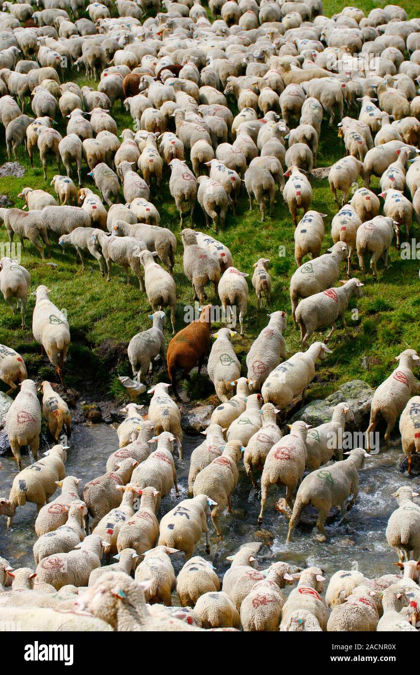 Alpine sheep farm. Aerial view of a flock of sheep crossing a stream ...