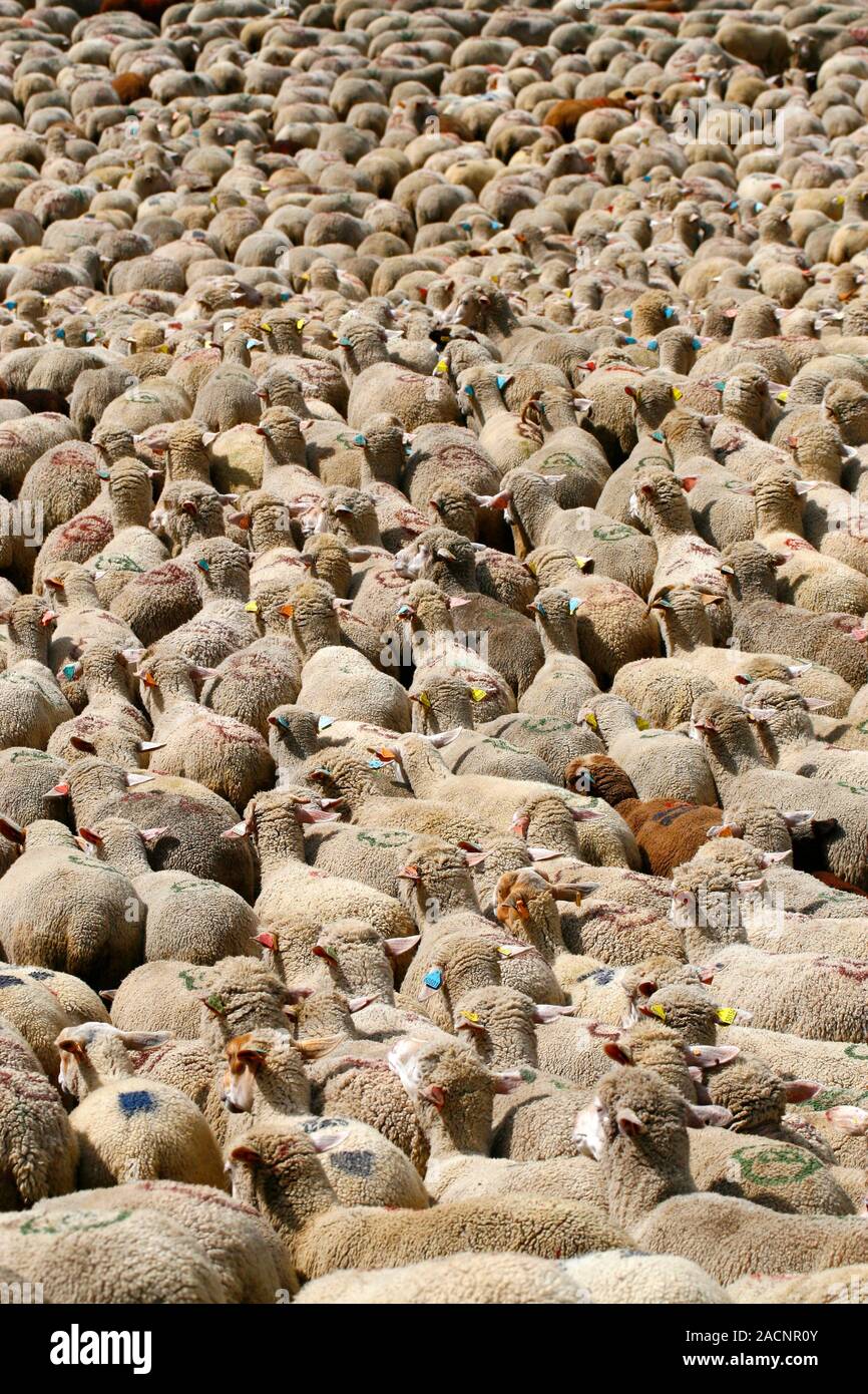 Alpine sheep farm. Flock of sheep in the vallee de la Romanche, Massif ...