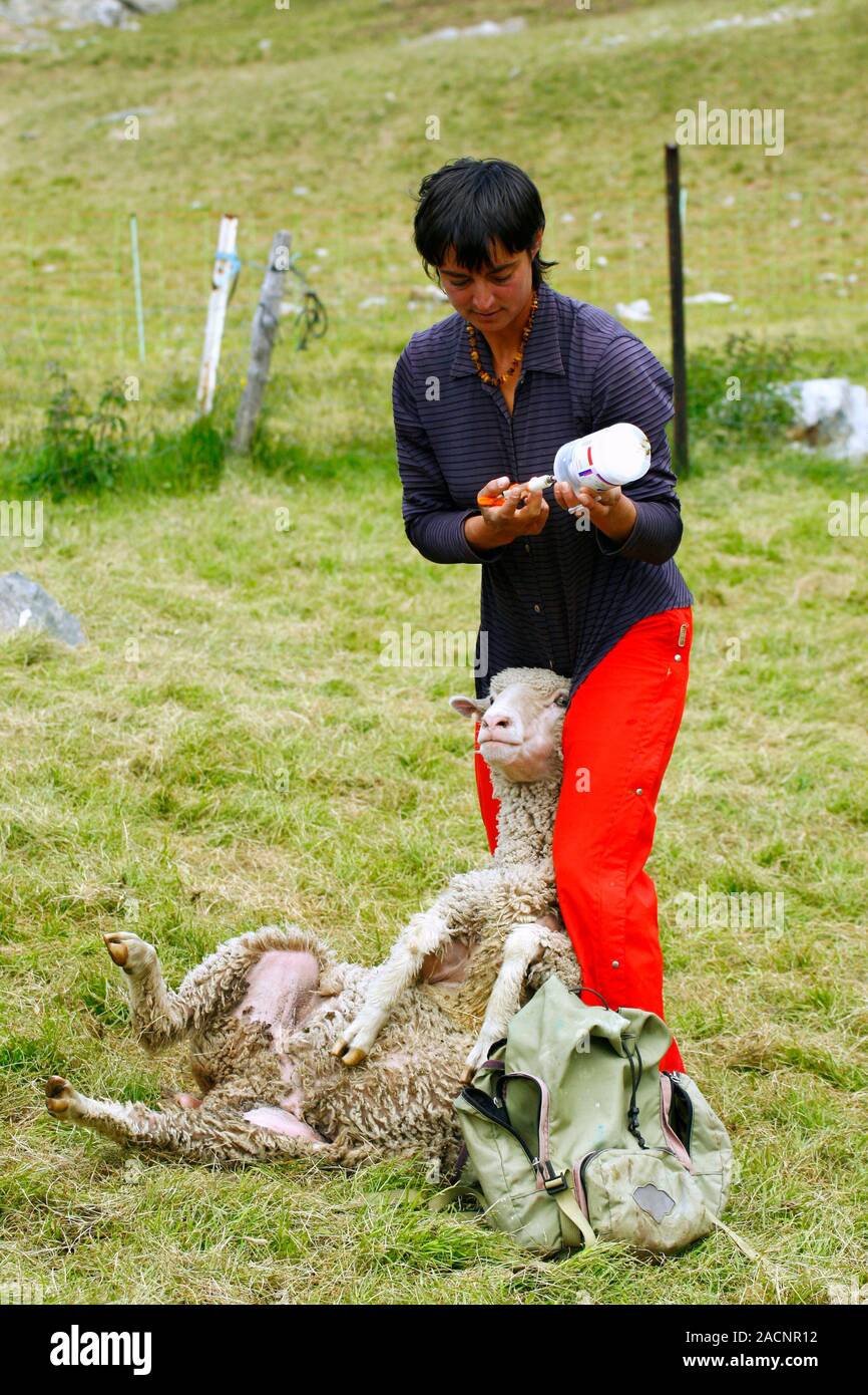 Alpine sheep farm. Sheep being vaccinated on a farm. Photographed in ...