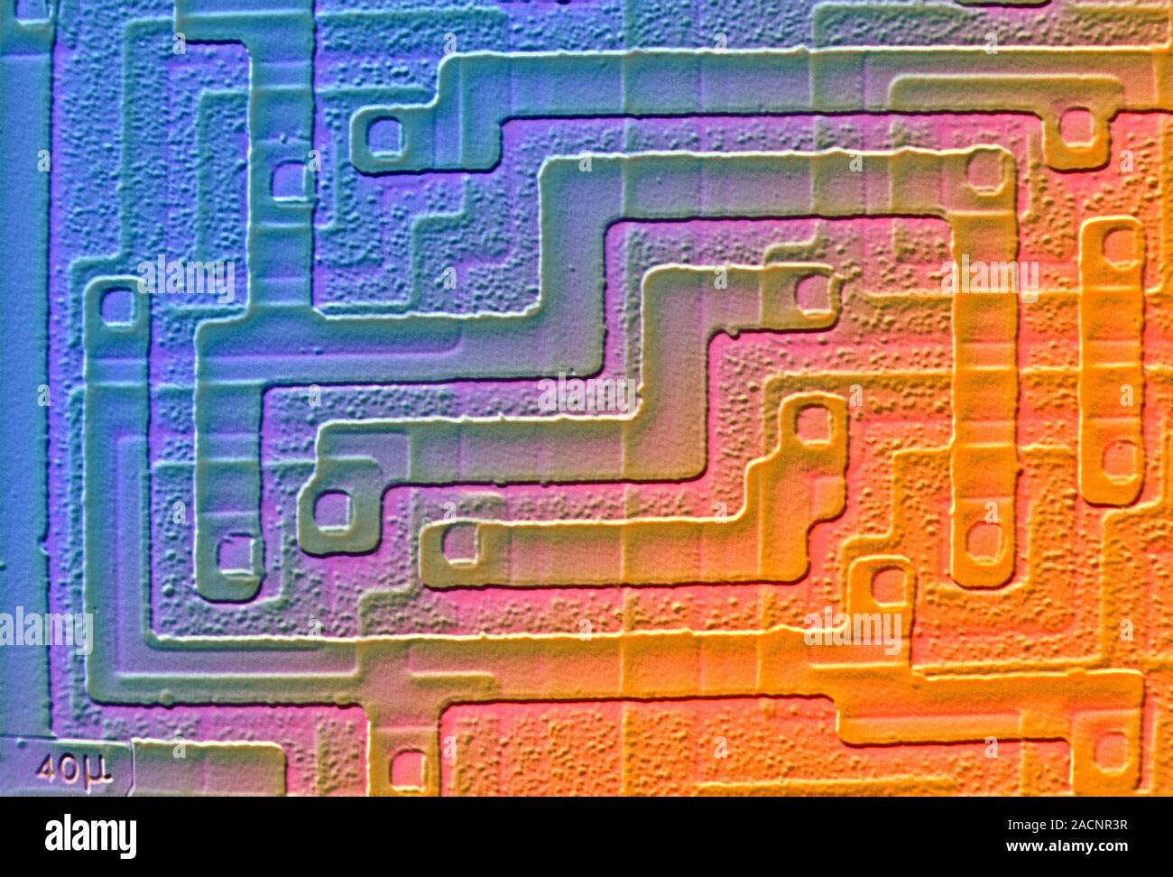 False-colour scanning electron micrograph of the surface of an ...