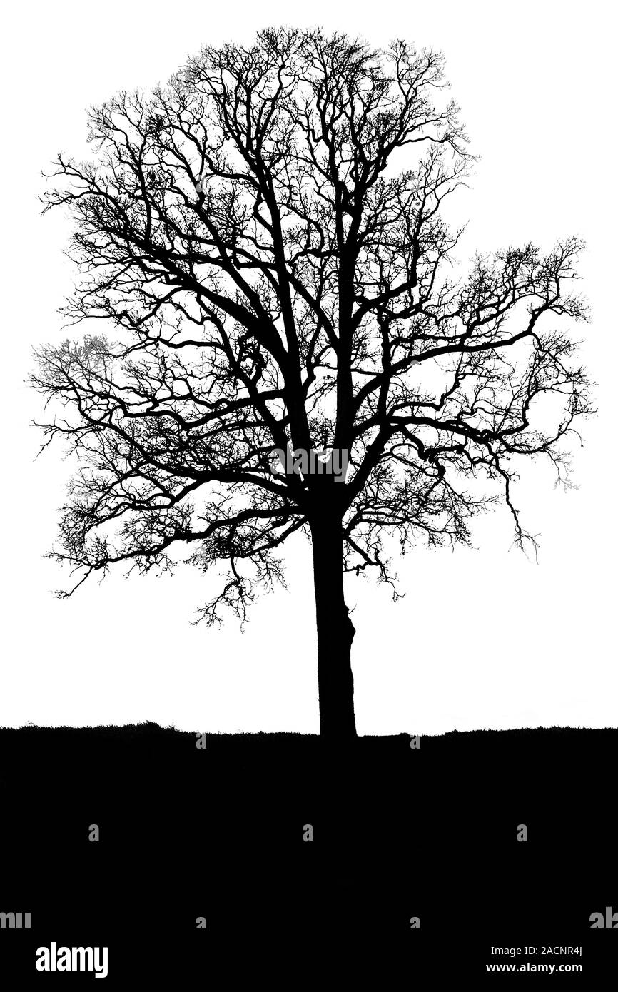 Barren tree (oak) on a meadow Stock Photo - Alamy