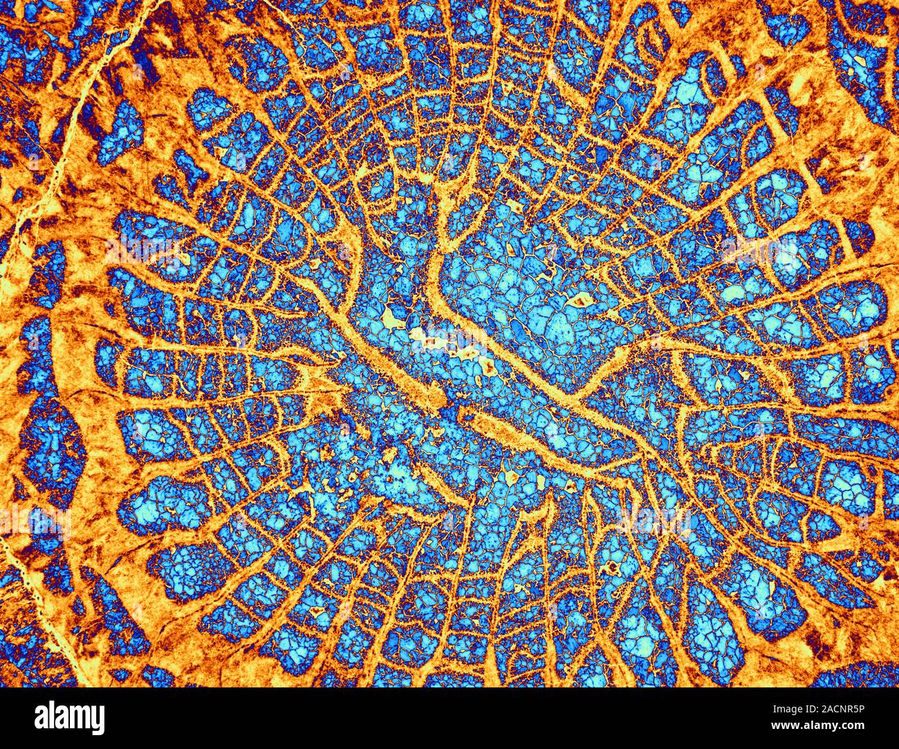 Fossil coral. False color micrograph of a thin cut of rock containing ...