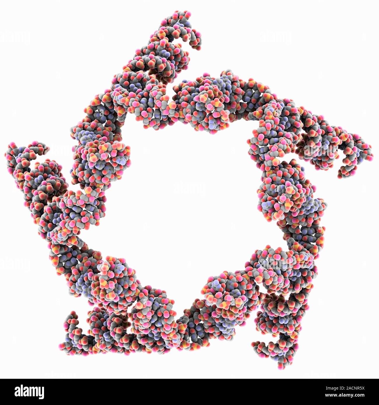 Bacteriophage Rna Molecular Model Showing The Structure Of A Loop Of The Genetic Material Rna