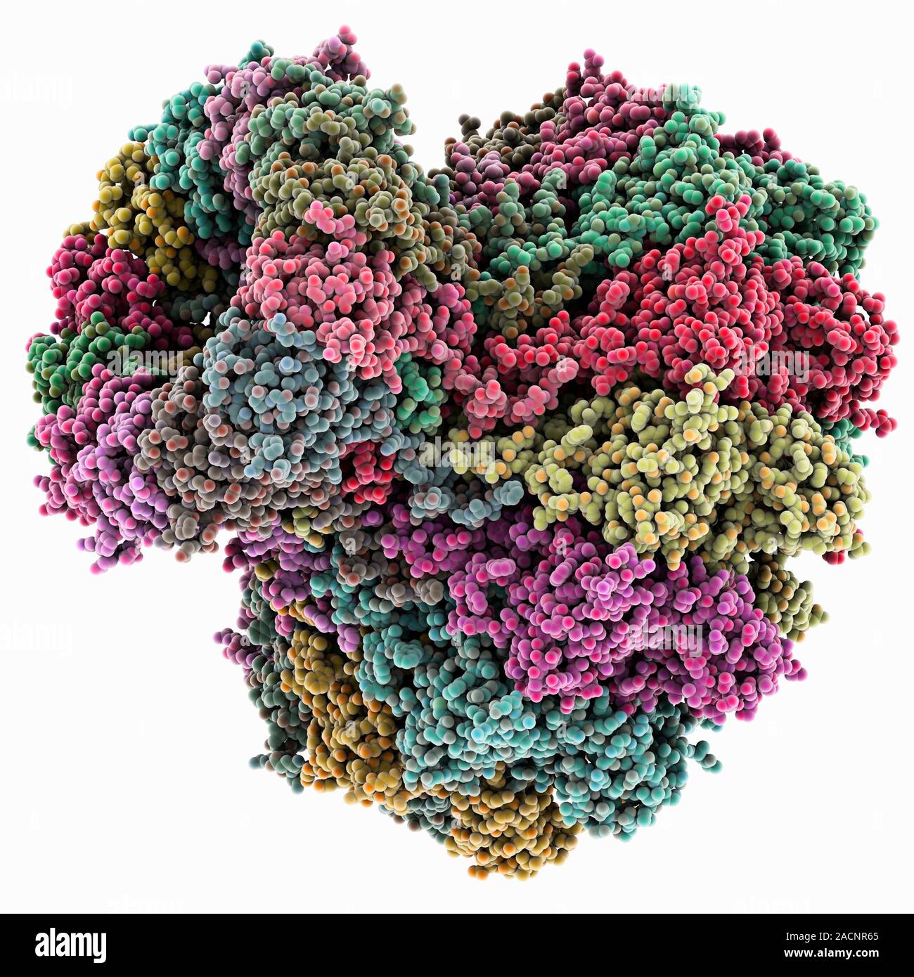 Bacteriophage portal proteins. Molecular model showing the structure of ...