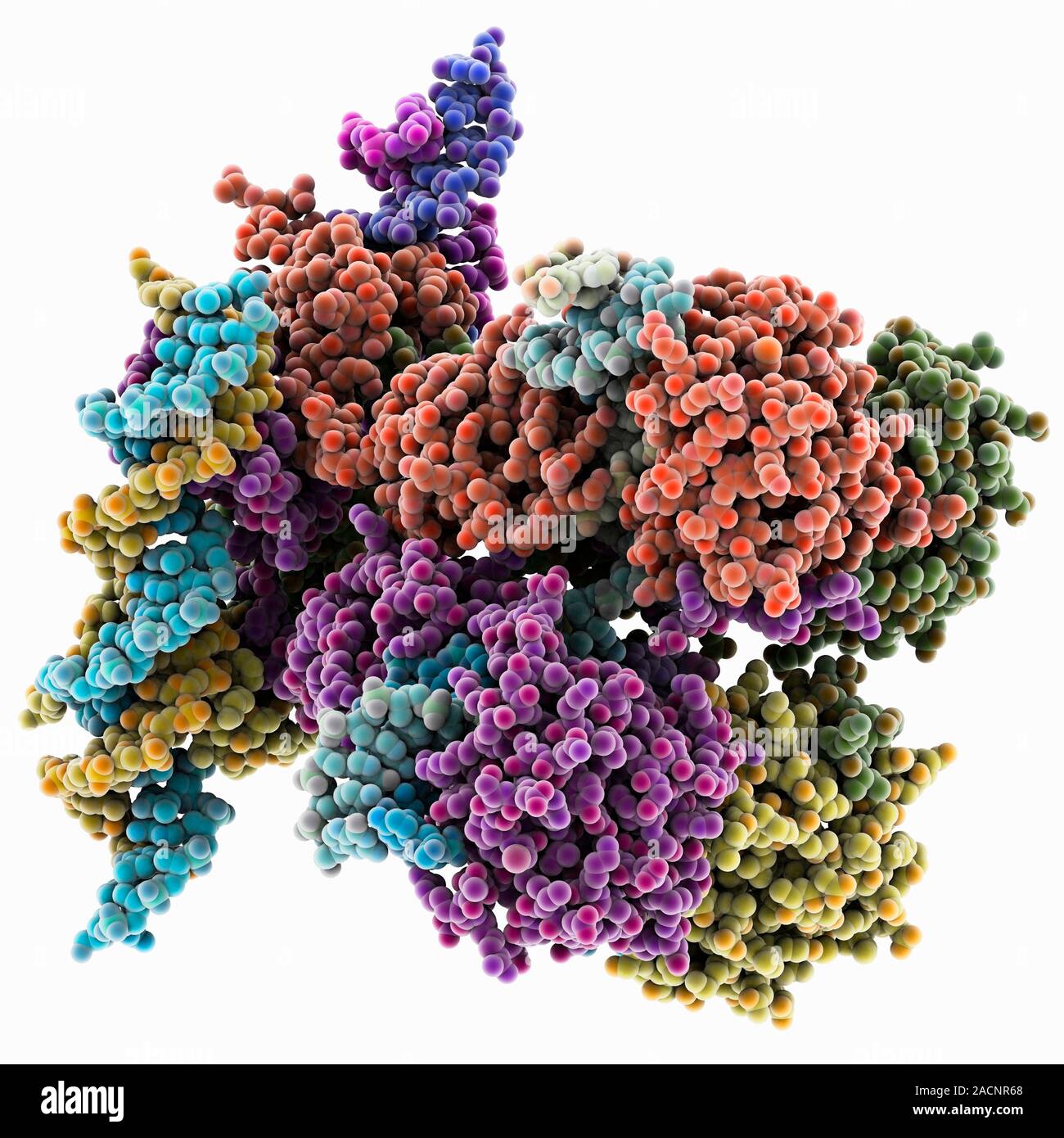 Bacteriophage DNA recombination. Molecular model showing DNA ...