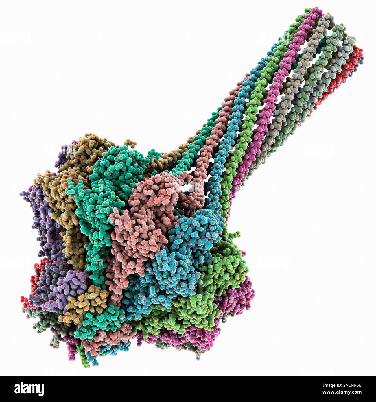 Bacteriophage portal proteins. Molecular model showing the structure of ...