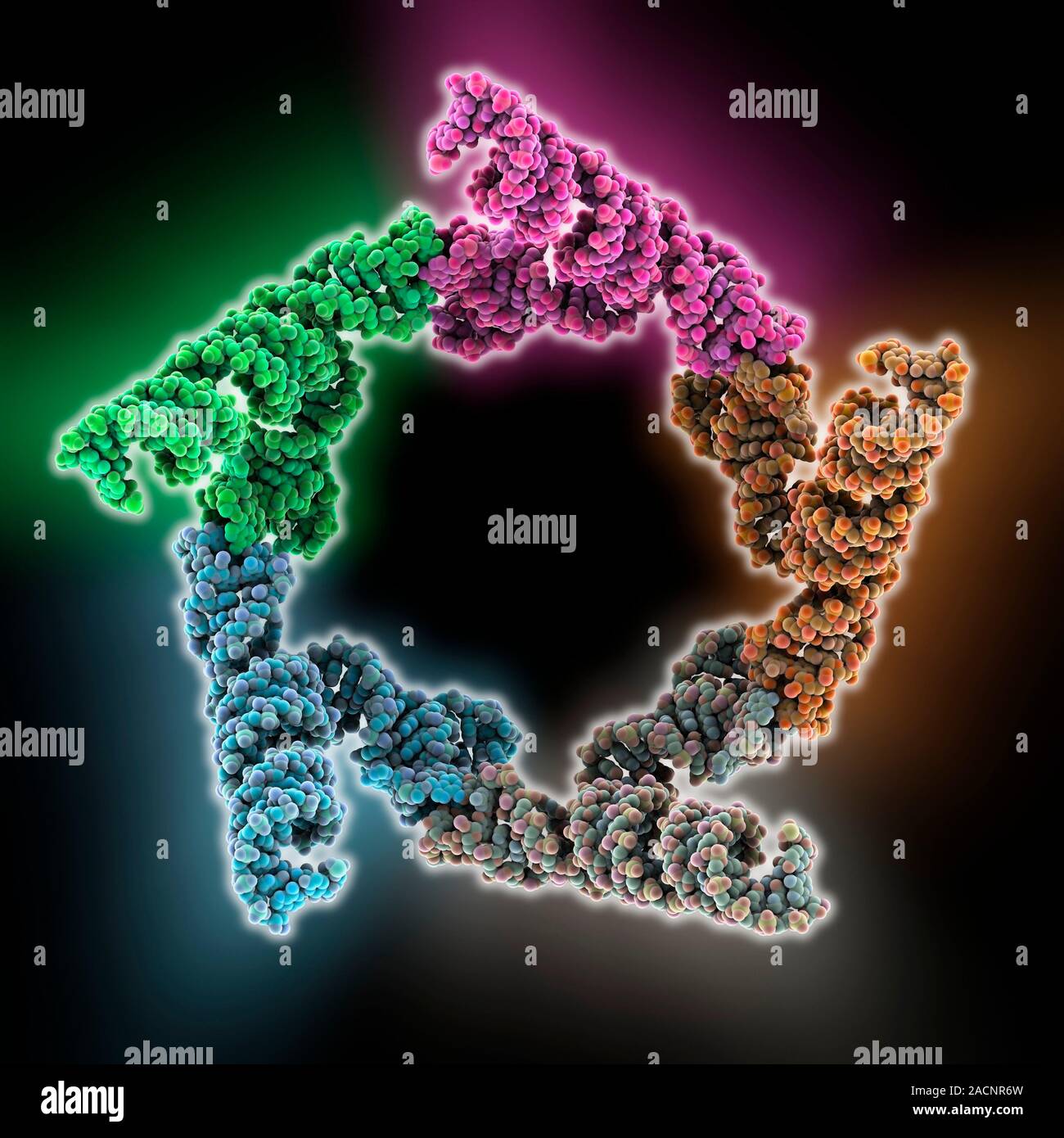 Bacteriophage Rna Molecular Model Showing The Structure Of A Loop Of The Genetic Material Rna