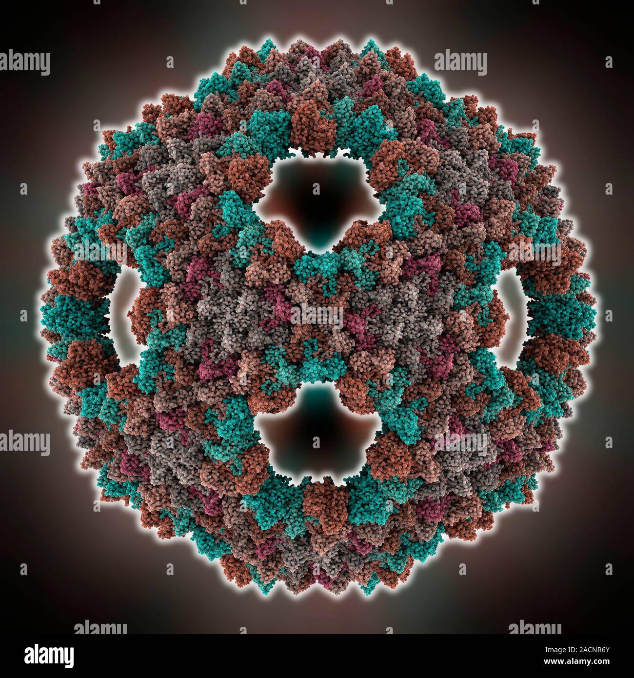 Bacteriophage capsid protein shell. Molecular model showing the partial shell structure of a ...