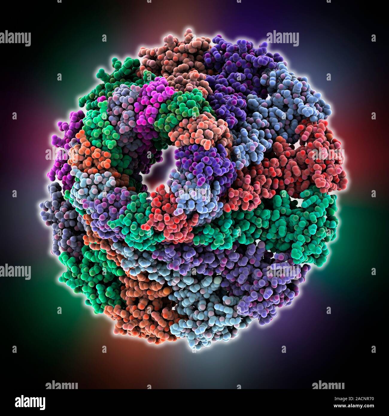 Bacteriophage Connector Protein Molecular Model Showing The Structure Of A Bacteriophage Head