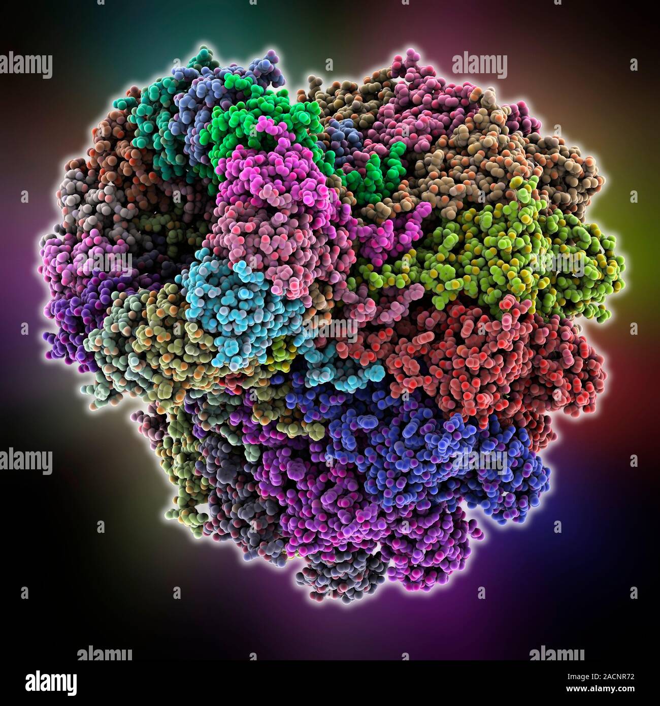 Bacteriophage portal proteins. Molecular model showing the structure of ...