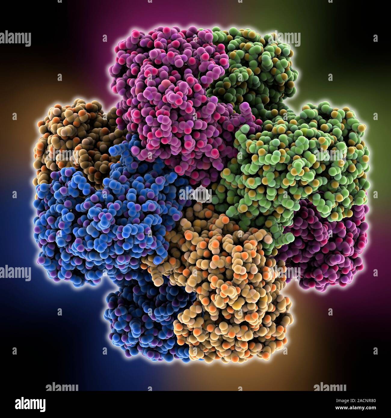 Potassium ion channel beta subunit. Molecular model showing the ...
