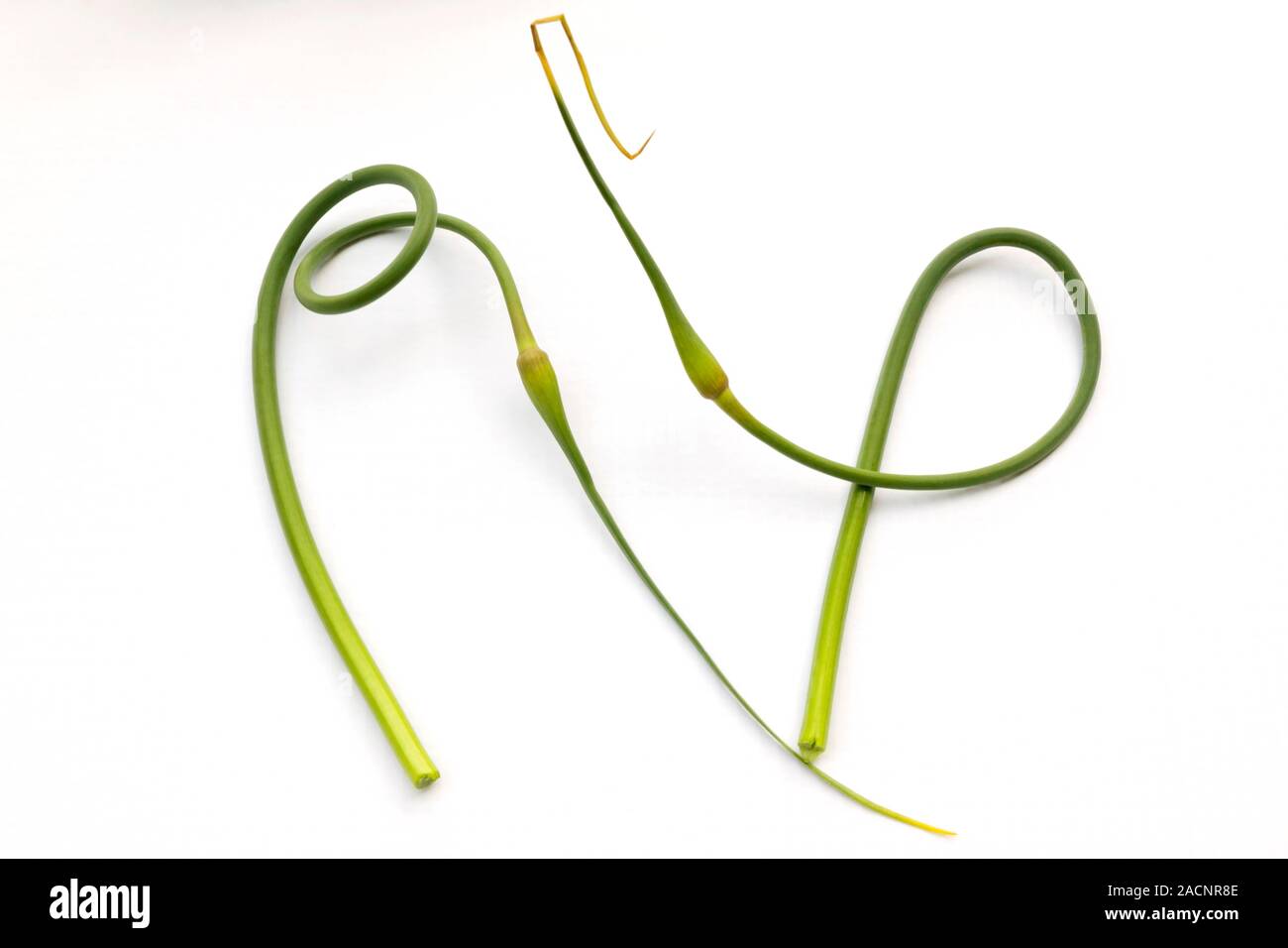 Hardneck garlic scapes. These leafless stems of the garlic plant ...