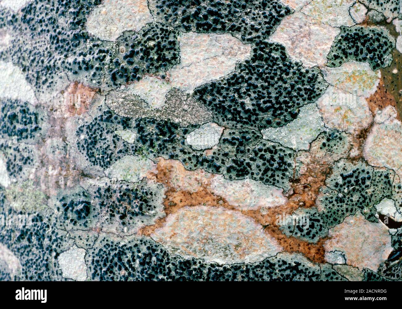 Lichen (families Arthoniaceae and Graphidaceae) growing on an ash tree ...