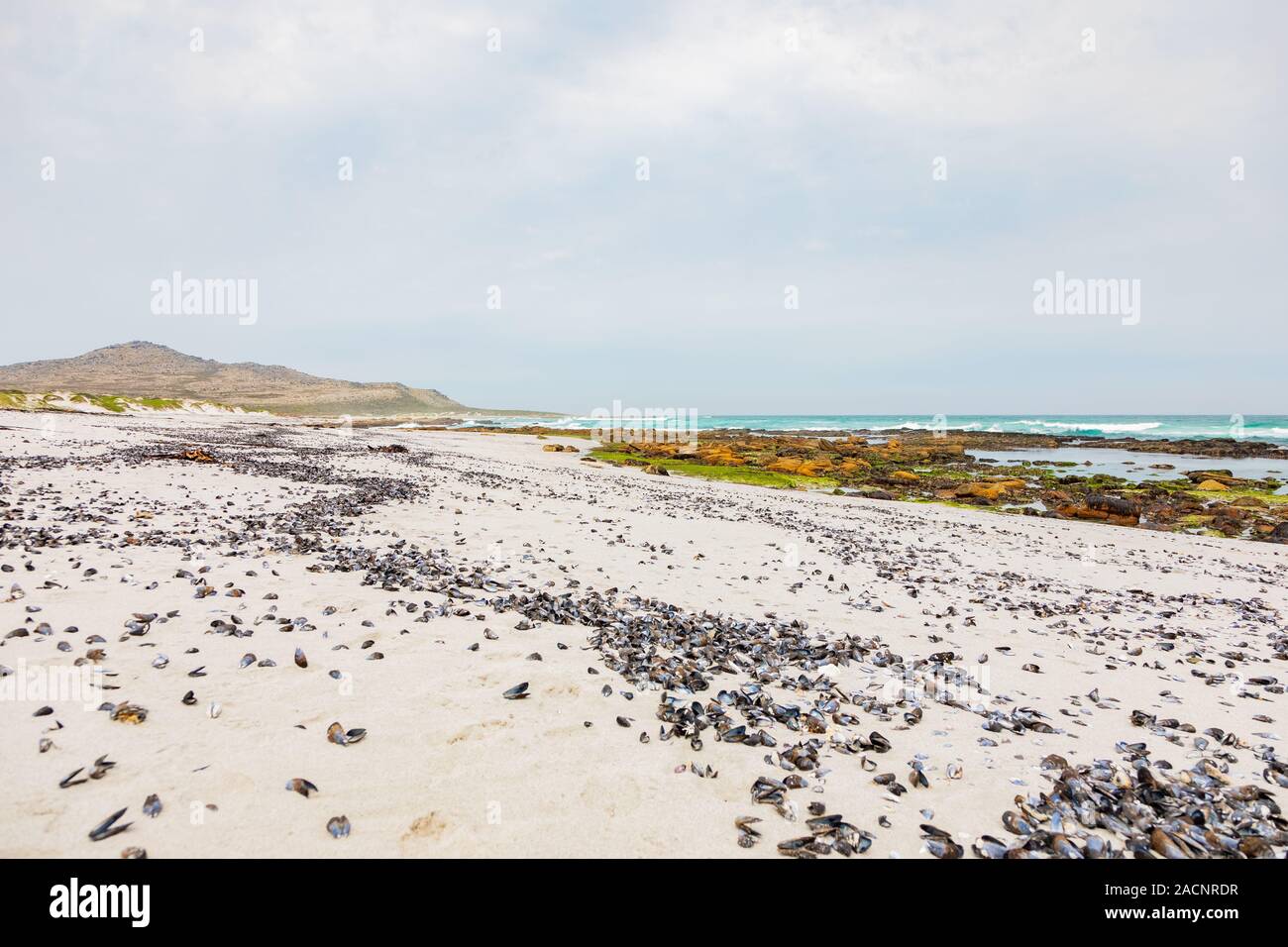 Empty Mussel shells washed up on a beach on the Western seaboard of ...