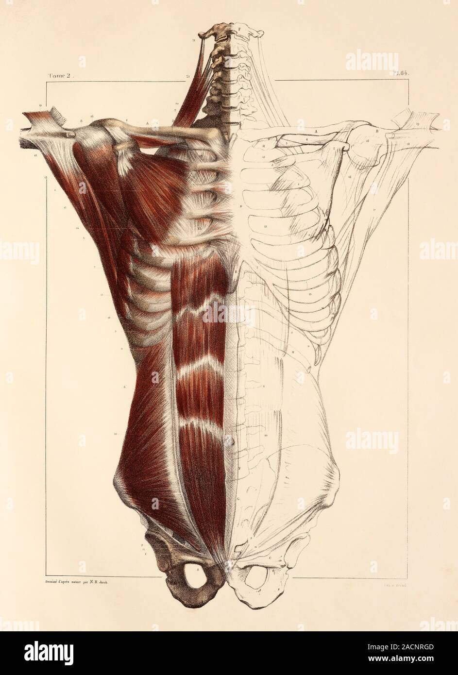 Trunk muscle anatomy. Muscles of the second layer of the anterior wall ...