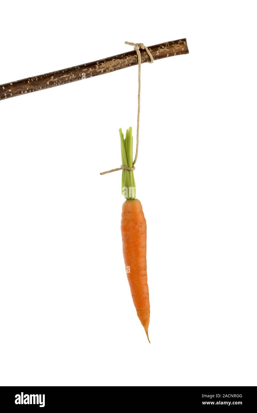 Fresh carrots on stick Stock Photo - Alamy