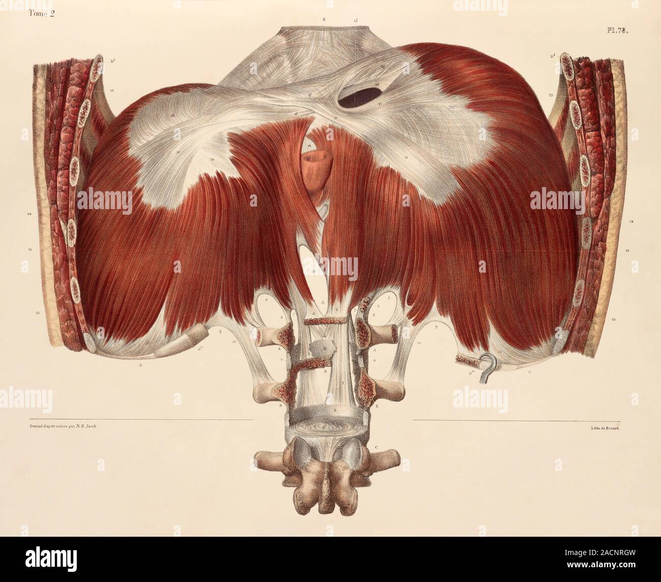 Diaphragm anatomy, posterior view. The diaphragm is the white area at ...