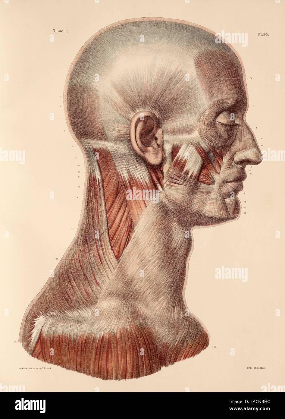 Head and neck muscles. Lateral view of the superficial muscles of the ...