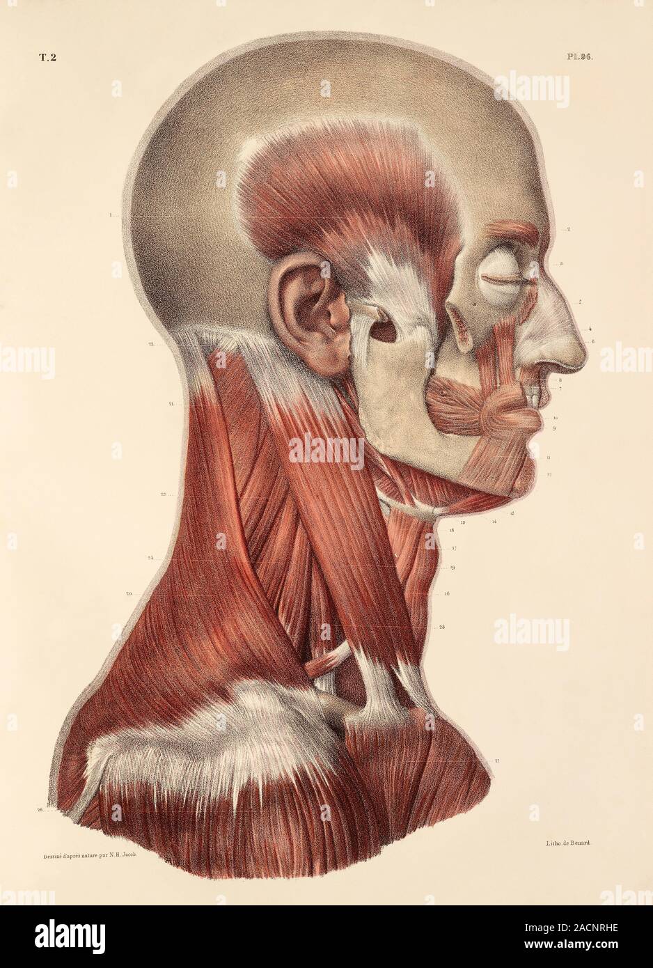 Head and neck muscles. Lateral view of the deep muscles of the head and ...
