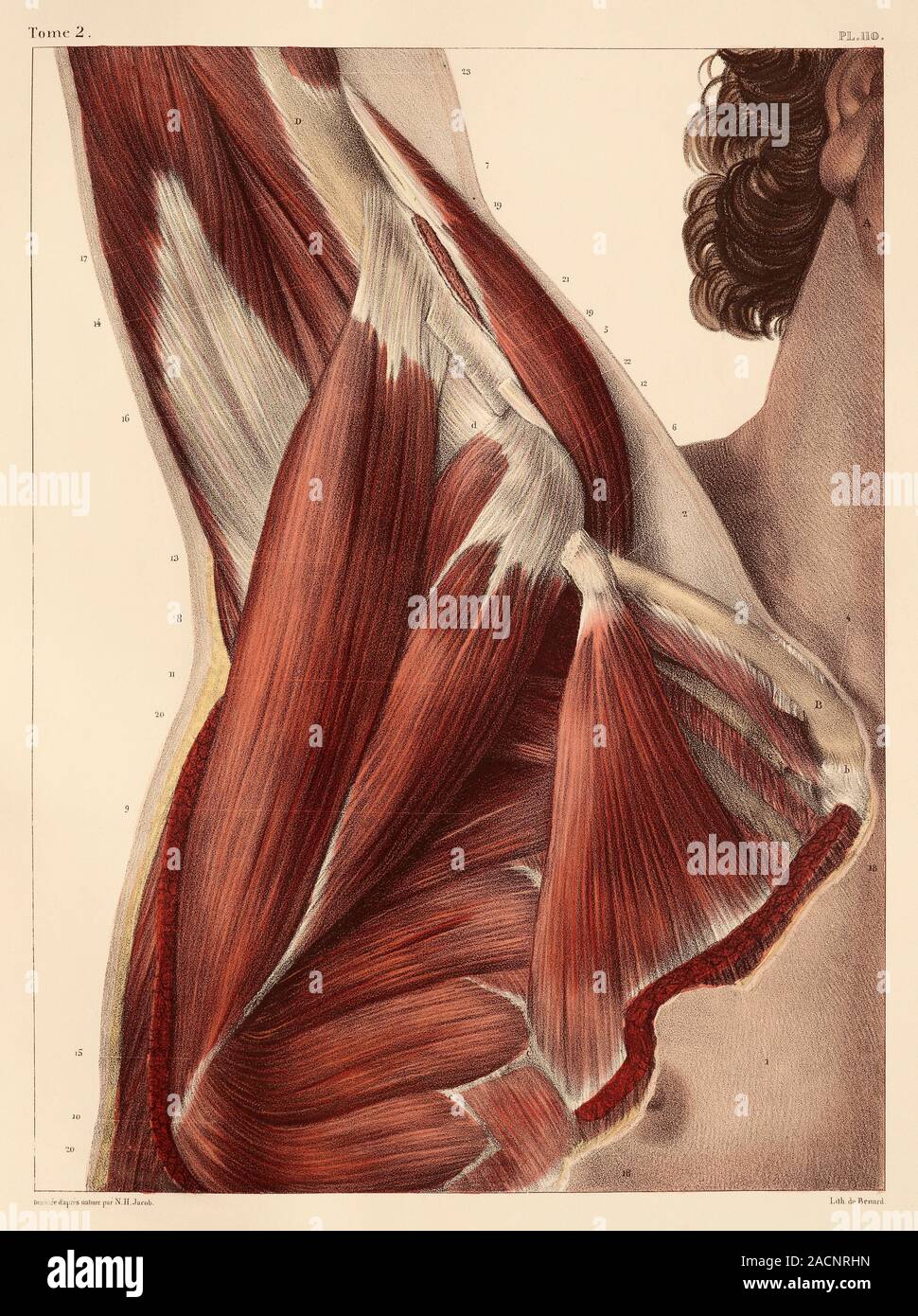 Female Armpit Muscle Anatomy at Sherry Hubbard blog