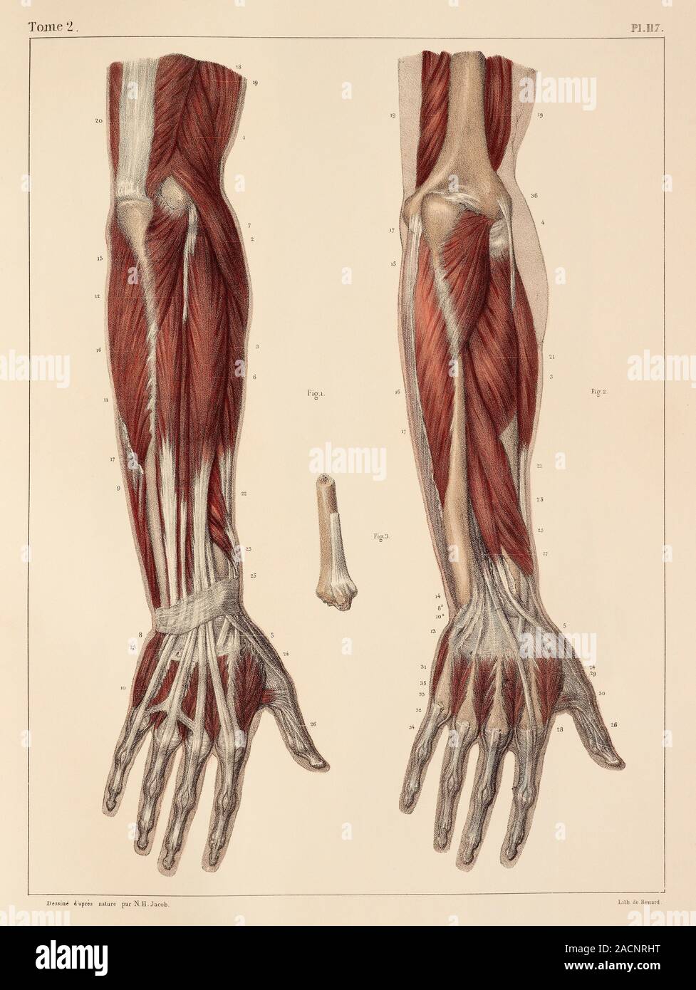 Muscles of the forearm, posterior view. The inset shows the inferior ...