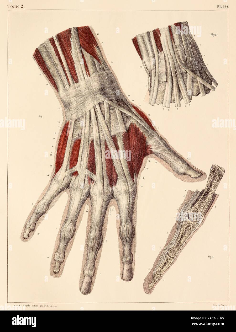 Hand muscle anatomy. Posterior view of the ligaments and muscles of the ...