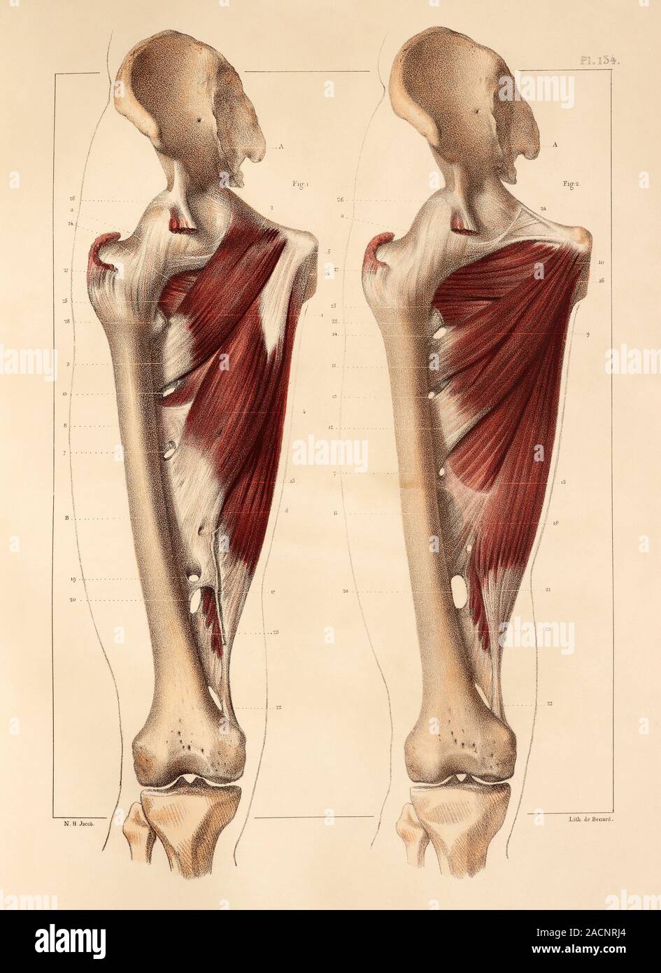 Thigh muscle anatomy. Anterior view of some of the layers of the ...