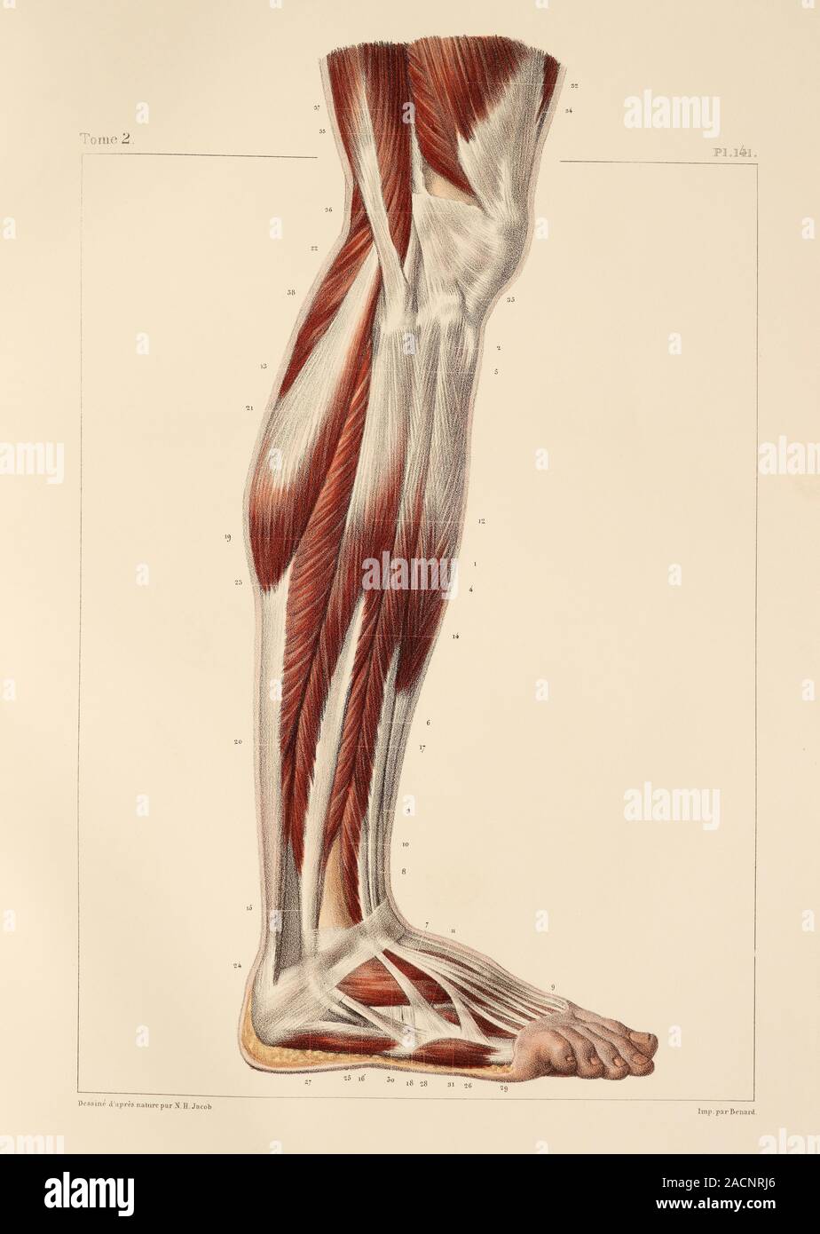 Lower leg muscles. This anatomical artwork is plate 141 from volume 2 ...
