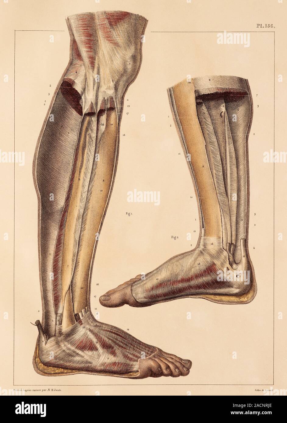 Lower leg and foot fascia. Lateral views of the partitions of the ...