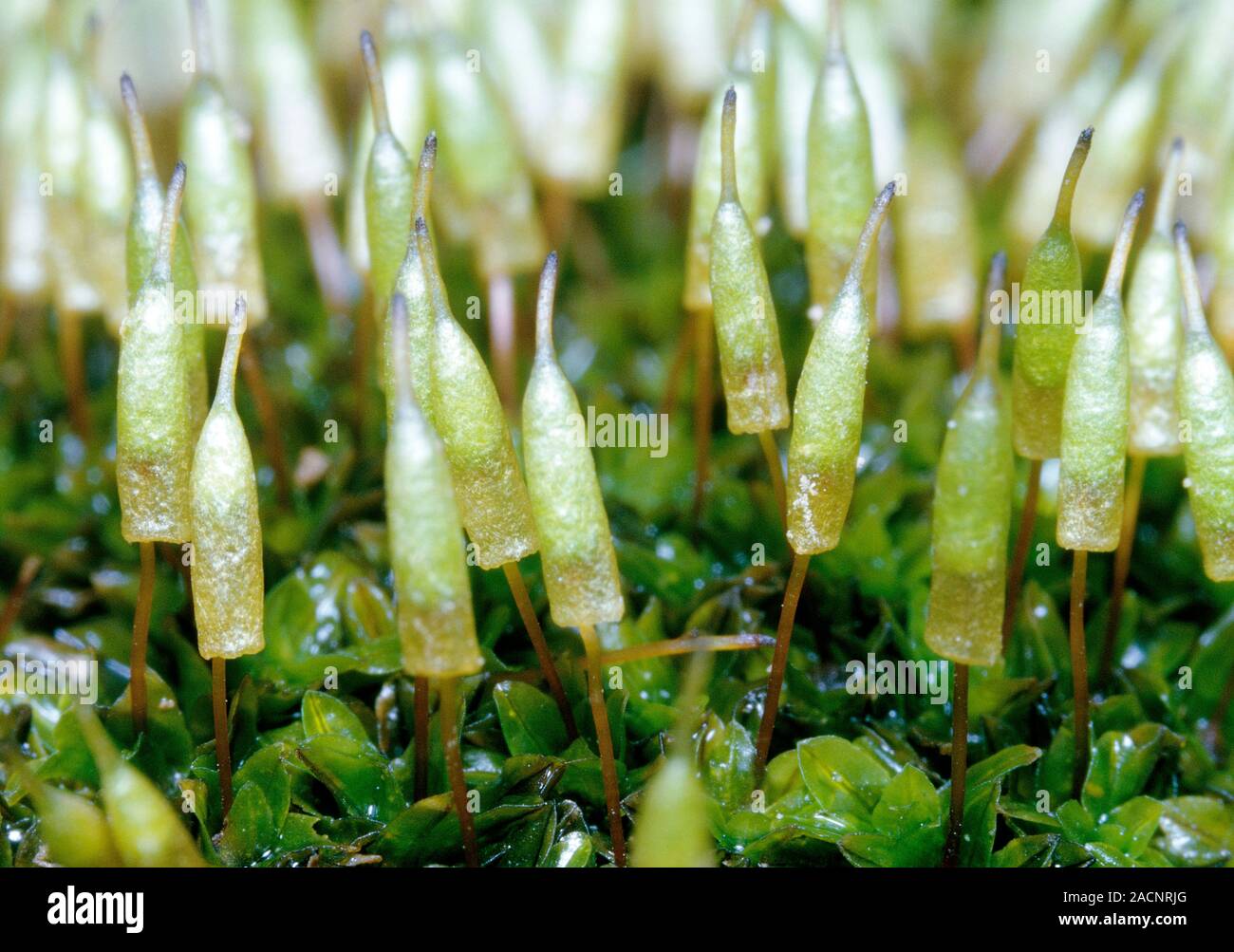 Moss spore capsules Stock Photo - Alamy