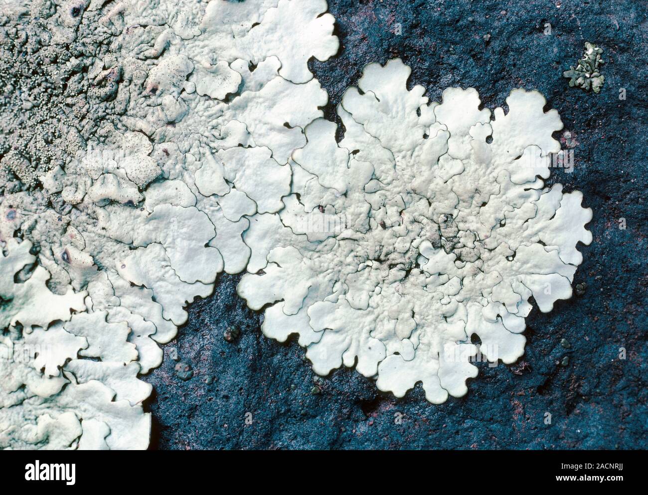 Lichen, close-up. Lichens are symbiotic organisms formed of a fungus ...