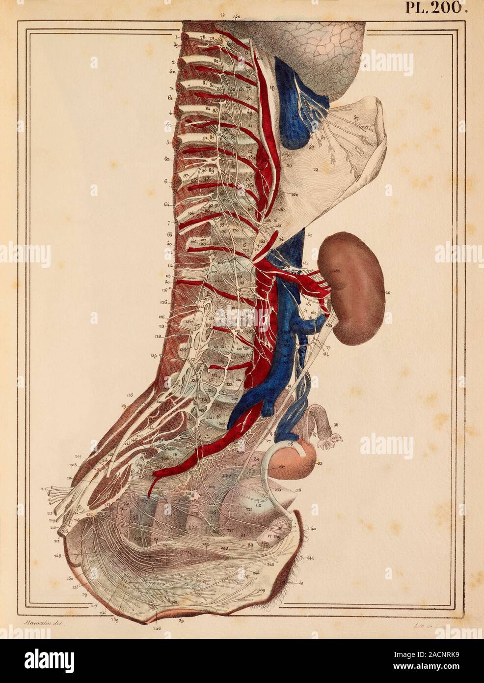 Lumbar spinal nerves. Lateral view of the lower vertebral column ...