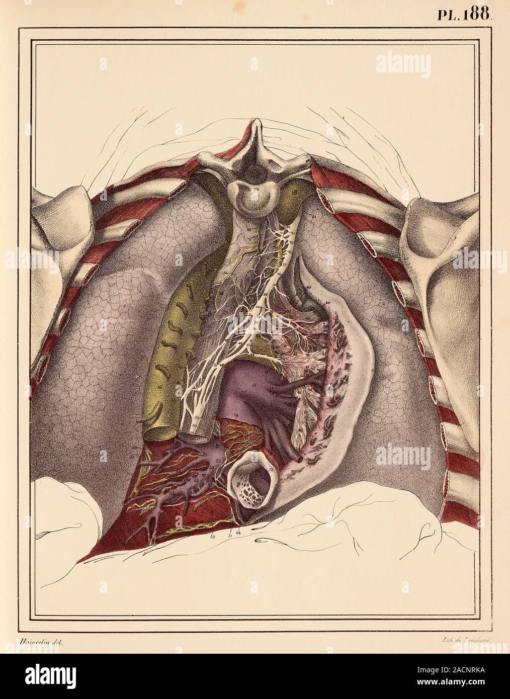 Pulmonary Nerve Plexus View From Behind With The Thoracic Spine Removed Of The Posterior