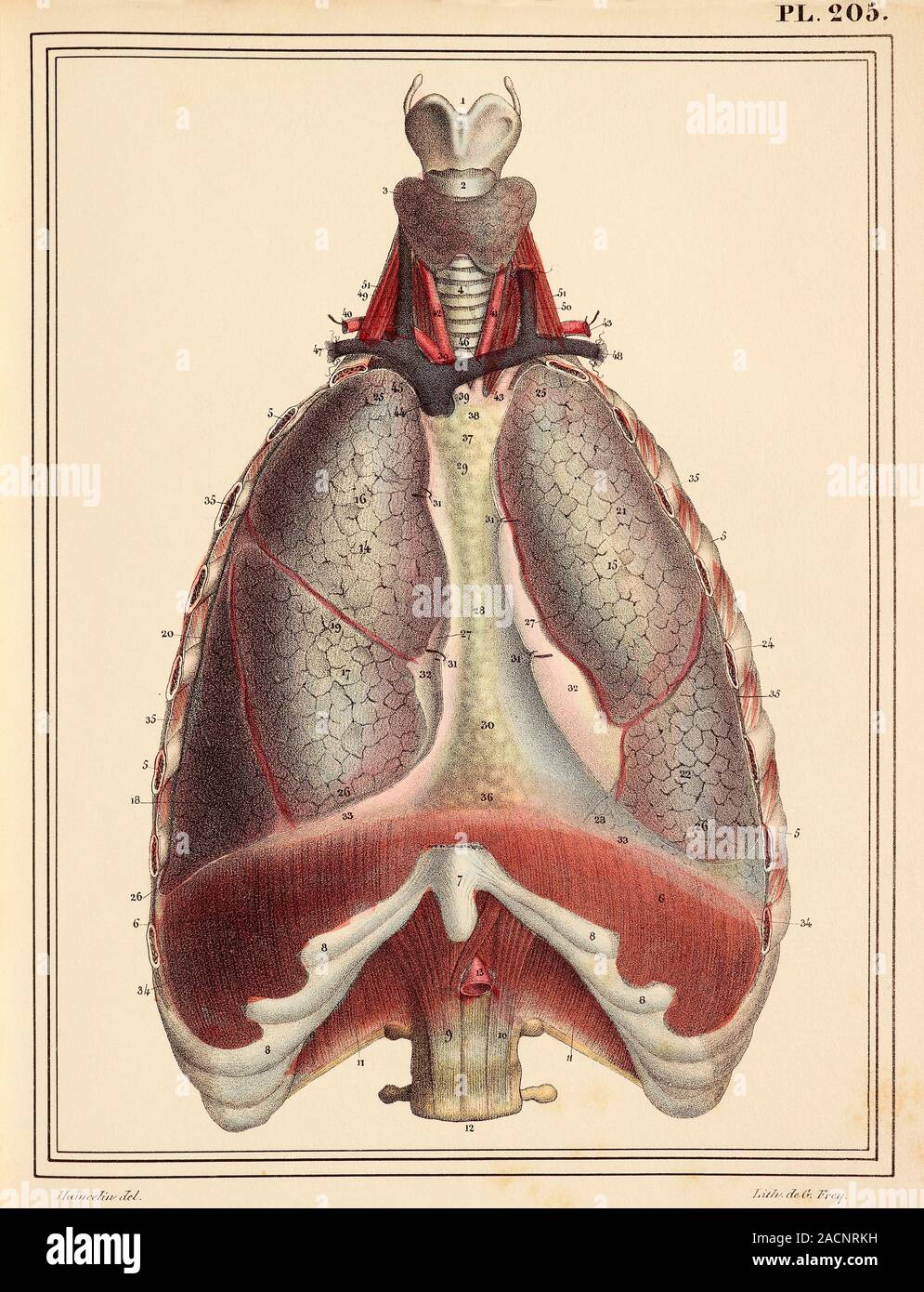 Lungs and diaphragm. Anterior view of the chest, dissected vertically ...