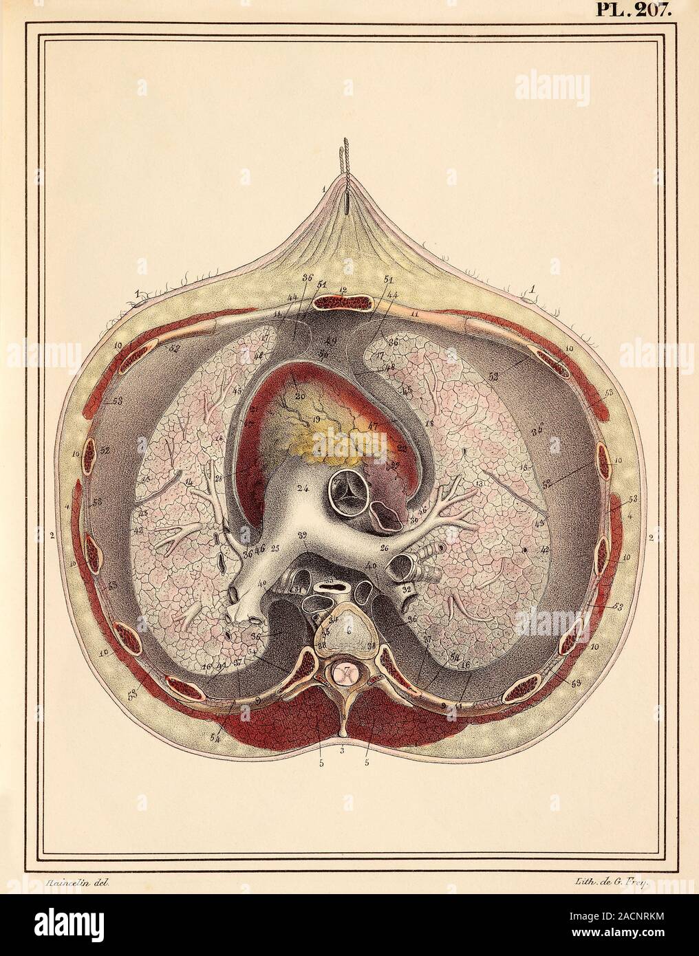 Heart-lung anatomy. Axial section through the chest at the level of the ...