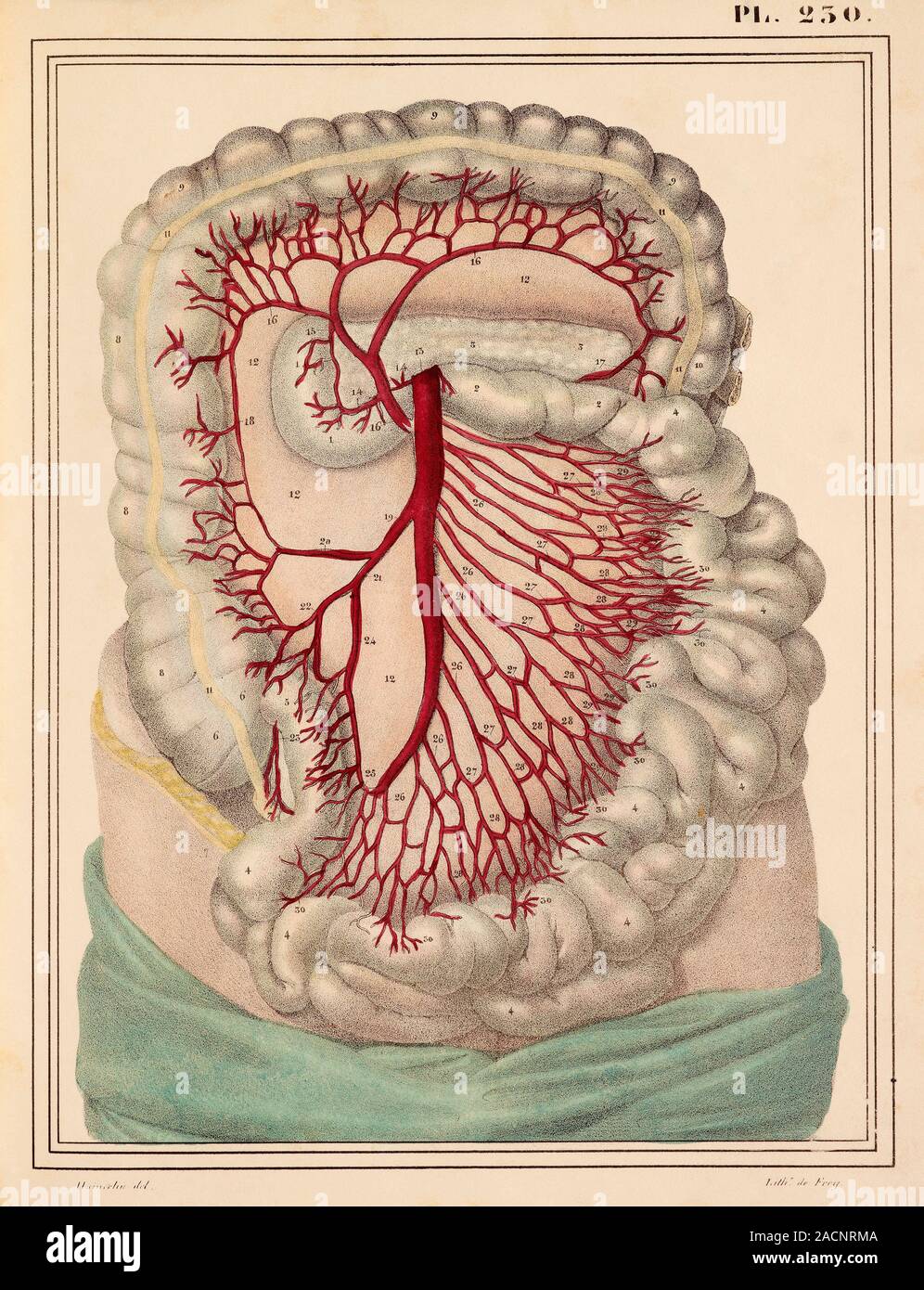 Superior Mesenteric Artery Model