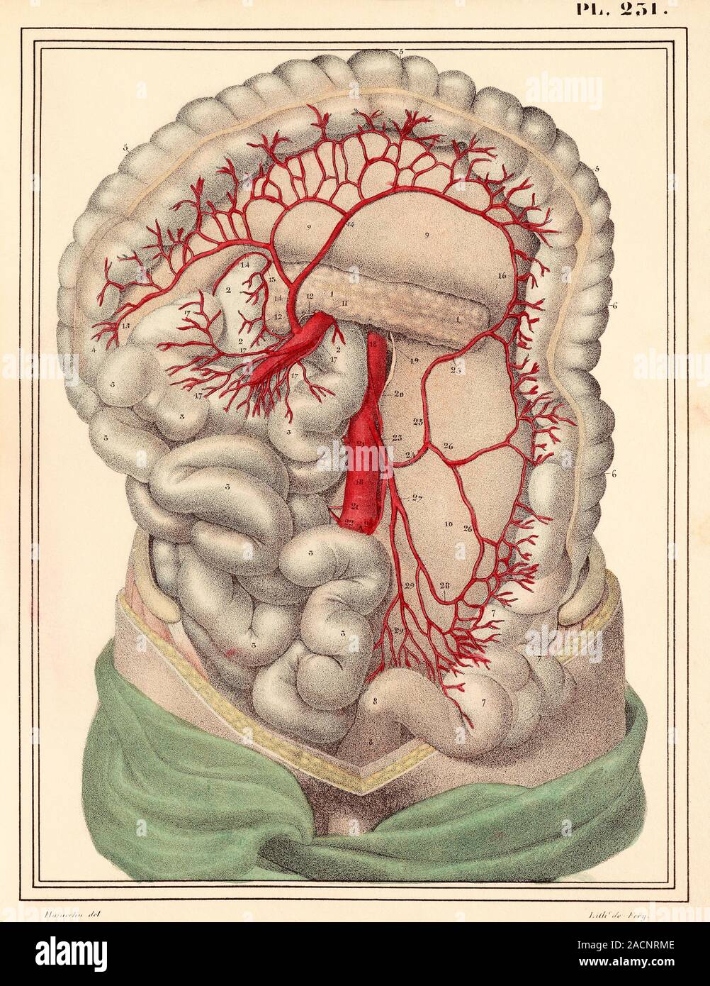Intestinal arteries. Dissection of the abdomen, showing the inferior ...