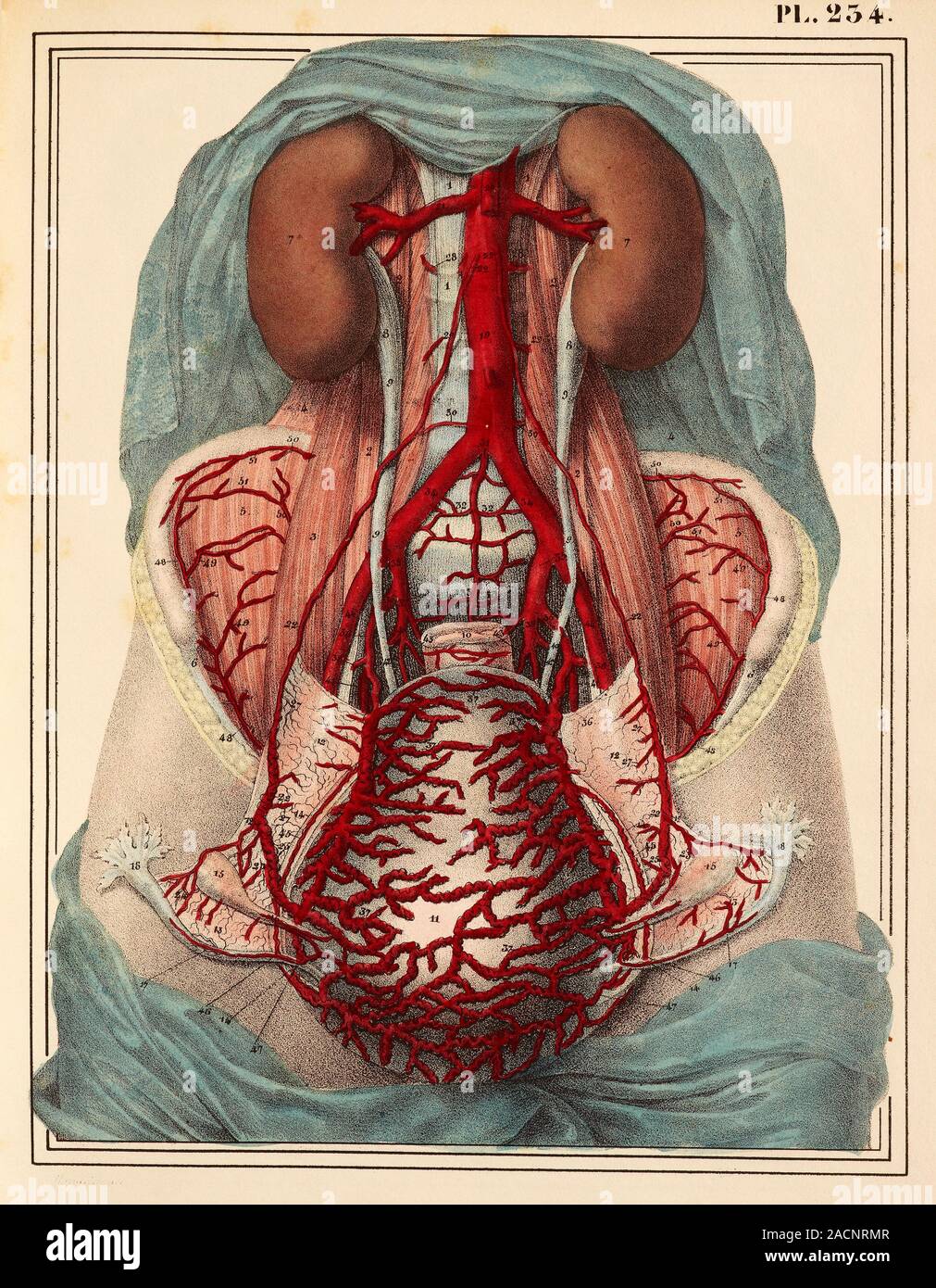 Uterine arteries. Dissection showing the arteries (red) of the uterus ...