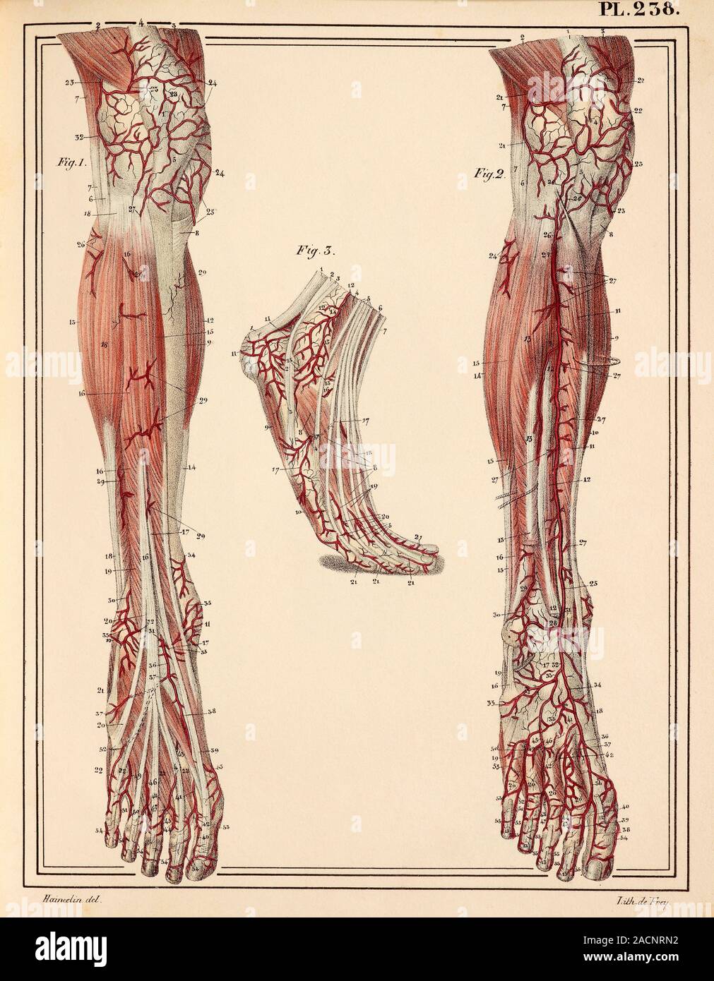 Lower leg arteries. Anterior (frontal) view of the arteries (red) and ...