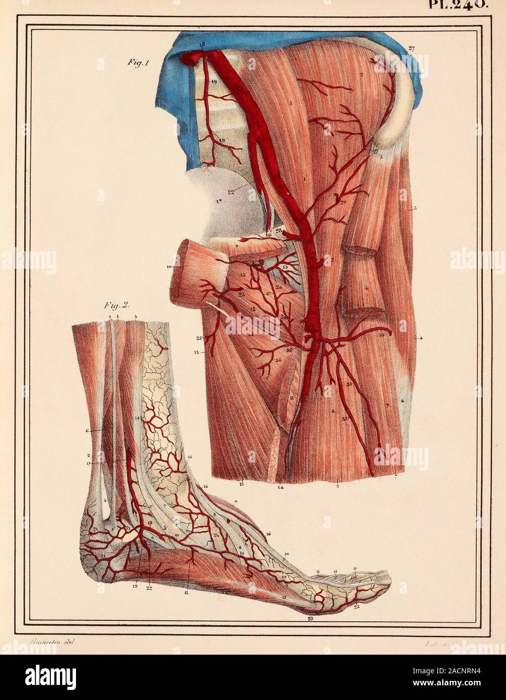 Femoral and foot arteries. Dissections showing the arteries (red) and ...