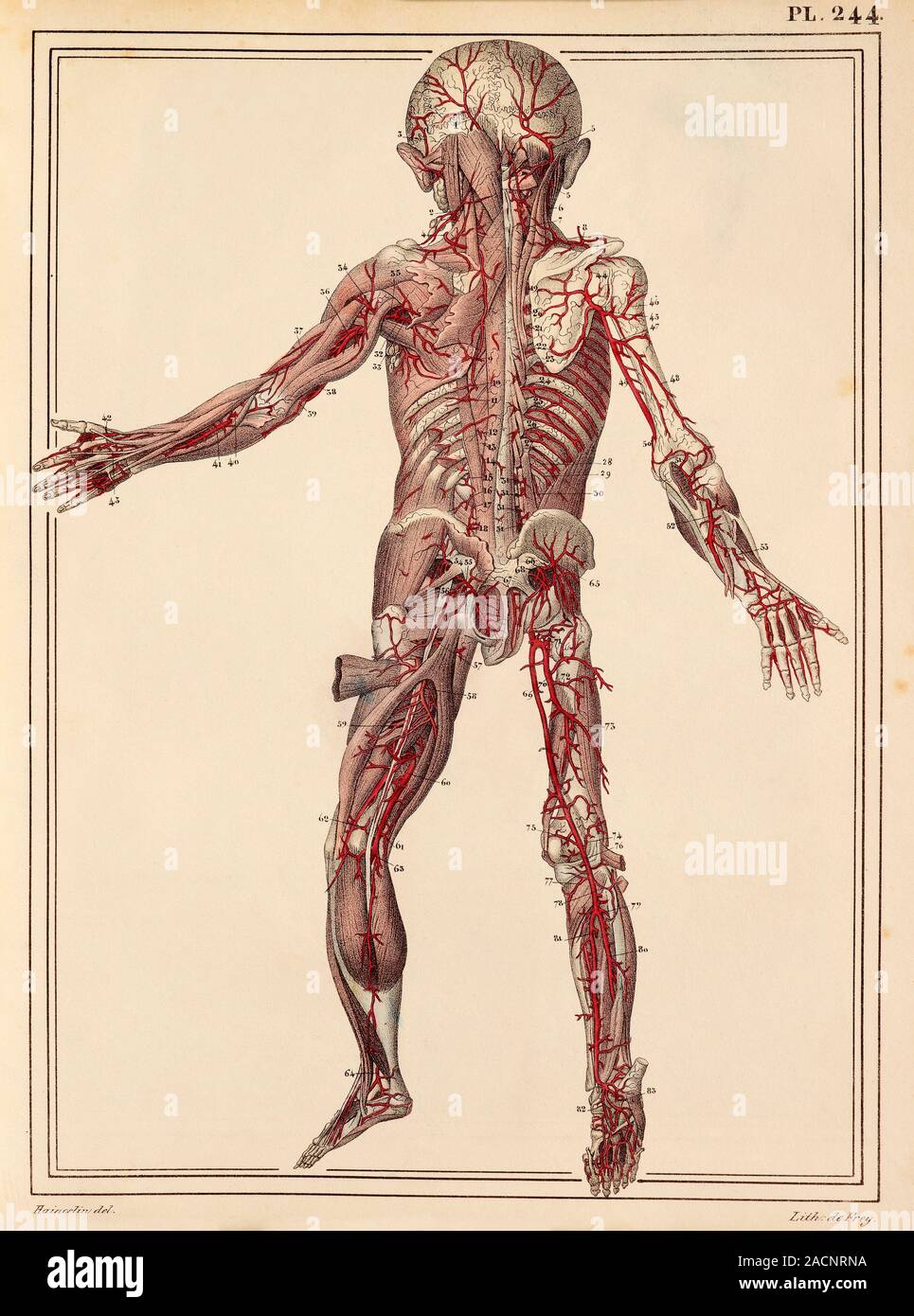 Child's arteries. Posterior view of a whole-body dissection showing the ...