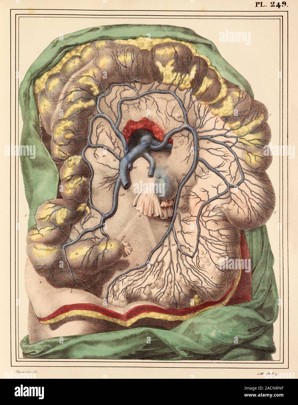 Intestinal veins. Dissection of the abdominal cavity showing the ...