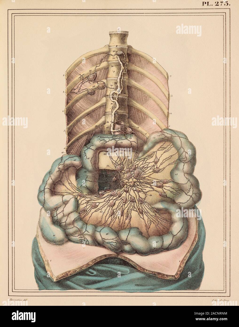 Intestinal lymph vessels. Dissection of the abdominal cavity showing ...