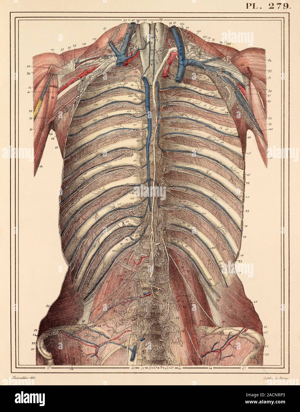 Chest lymph vessels. Dissection of the thoracic cavity showing ...