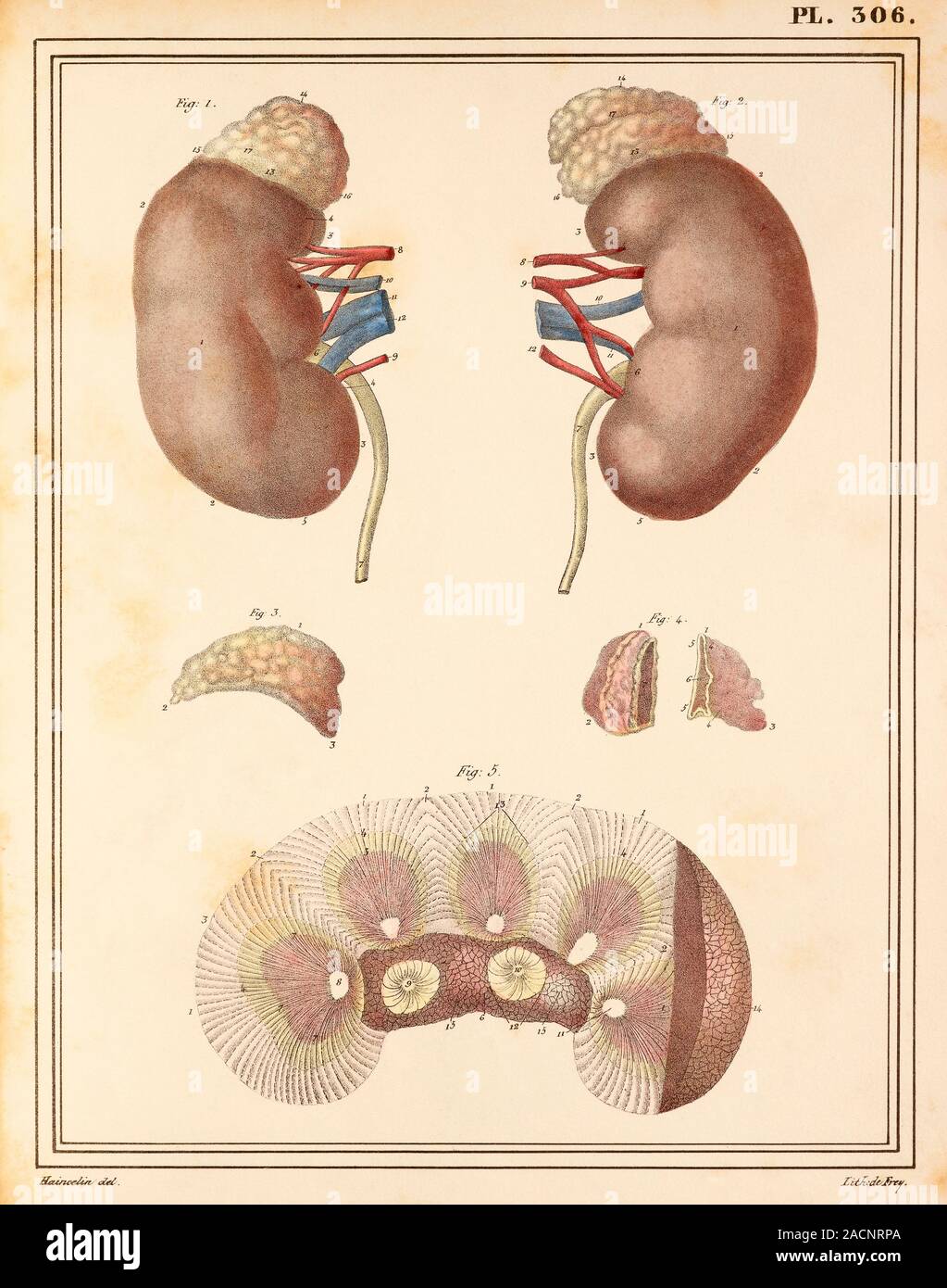 Kidney anatomy. At top are the left and right kidneys (brown) with ...