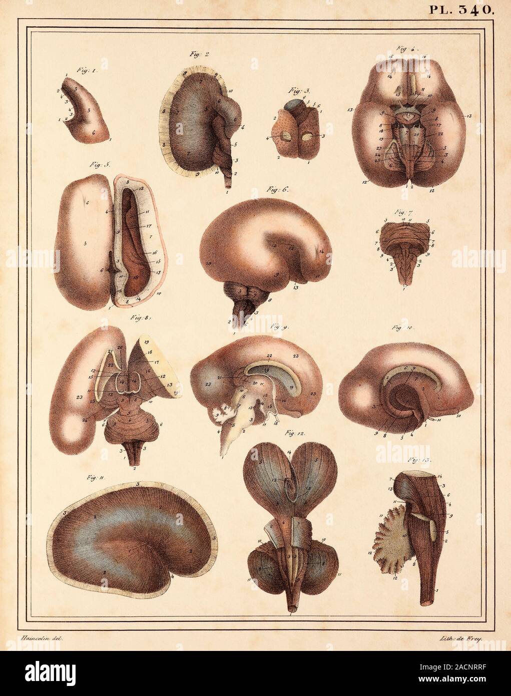 Foetal brain development. Series of 13 artworks showing various stages ...