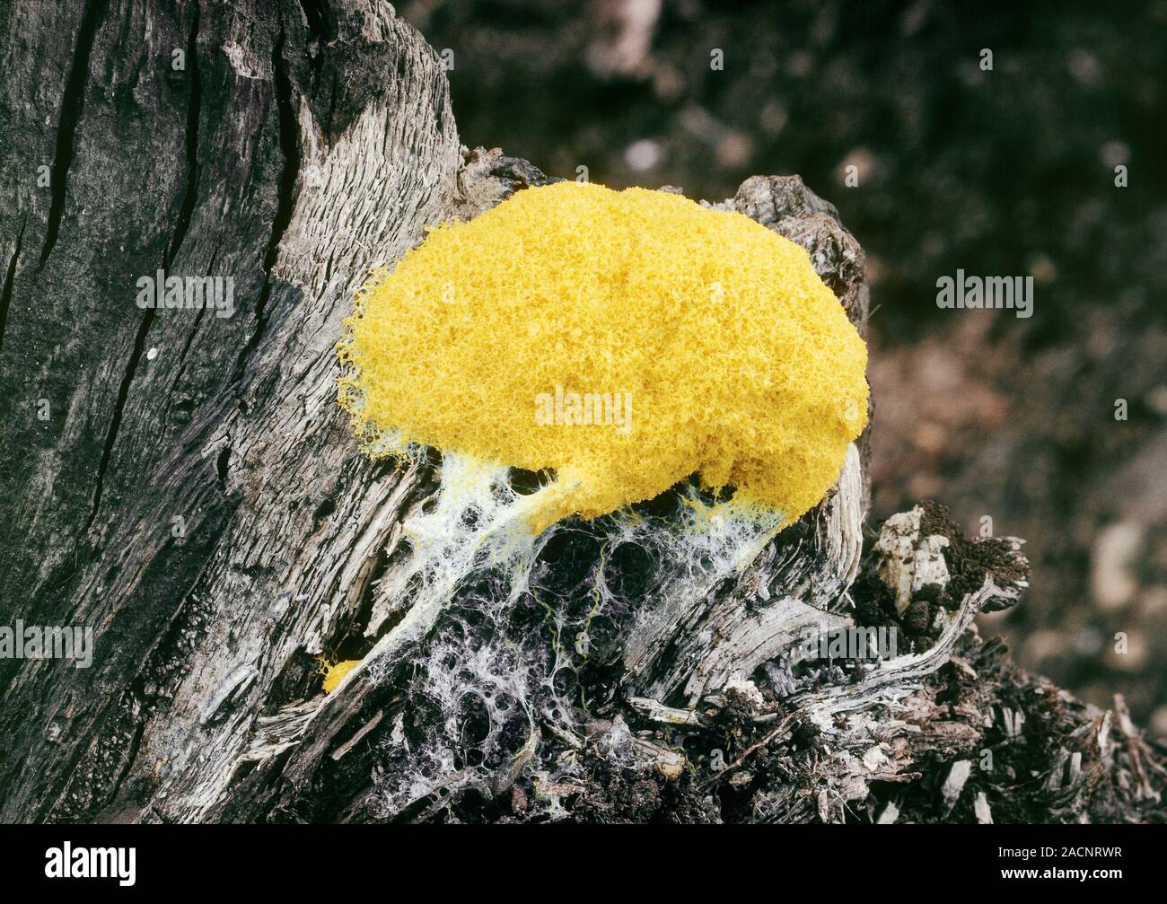 Dog vomit slime mould (Fuligo septica) growing on rotting wood Stock ...