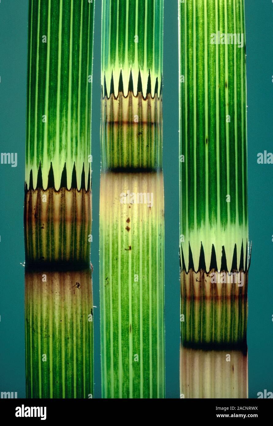 Water horsetail (Equisetum fluviatile) stems. Horsetails are primitive ...