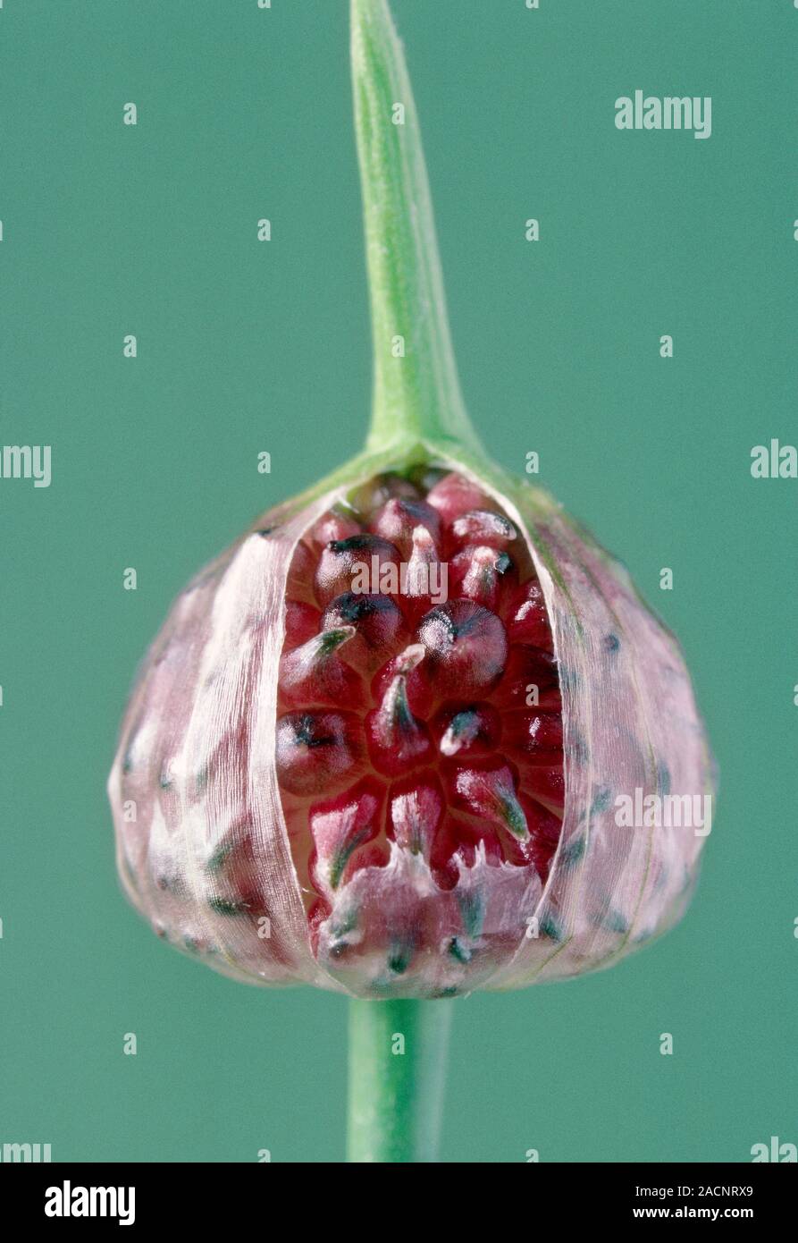 Crow garlic (Allium vineale) bulbils Stock Photo - Alamy